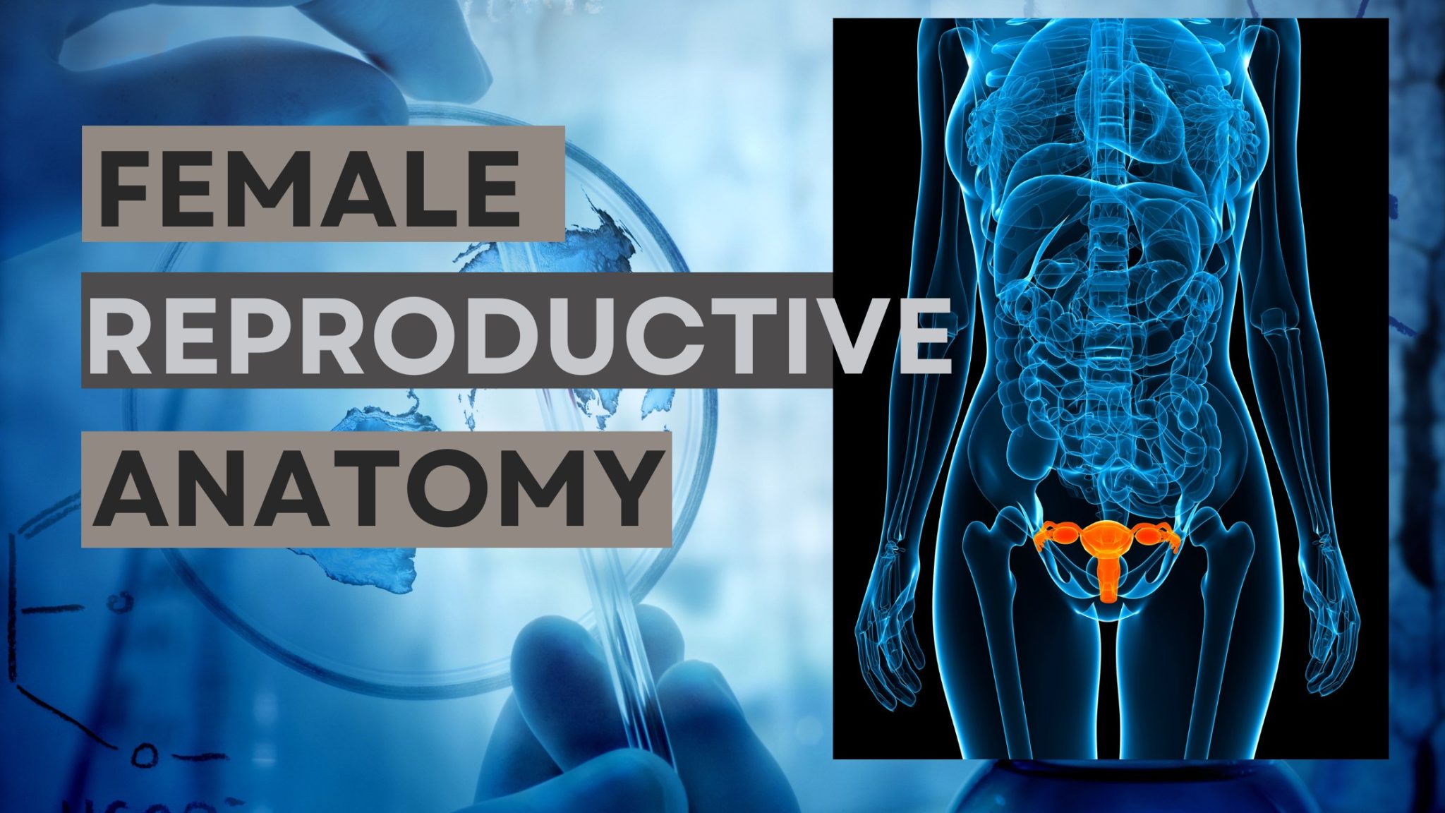 Female Reproductive Anatomy