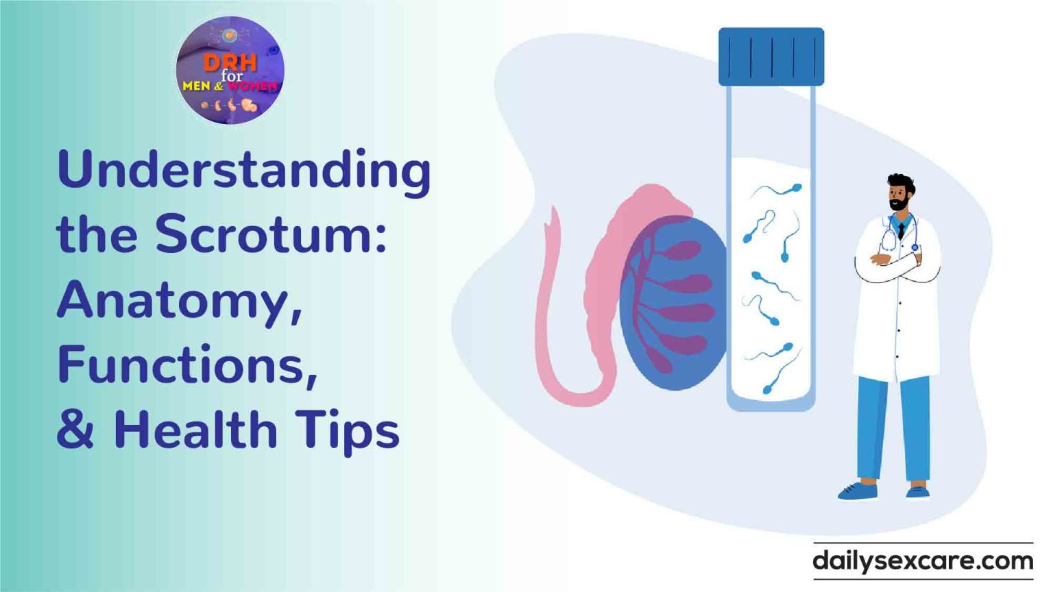 Understanding the Scrotum: Anatomy, Functions, And Health Tips ...