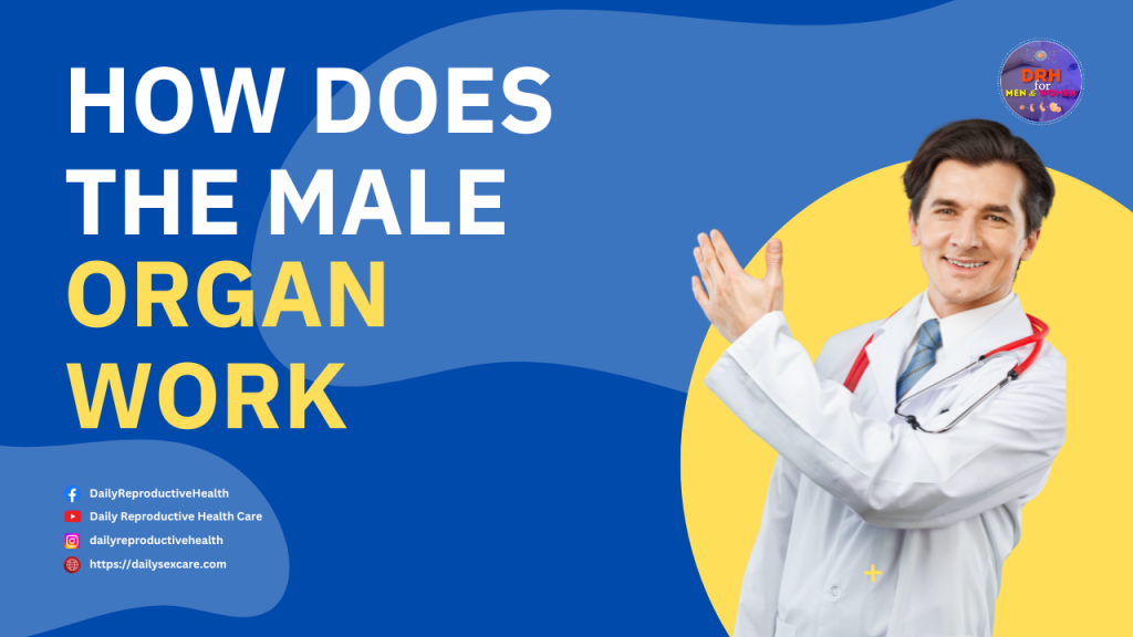 How Does the Male Organ Work?