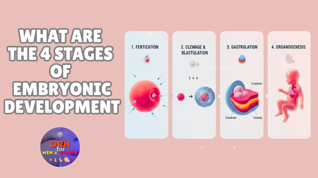 what are the 4 stages of embryonic development - Reproductive Health